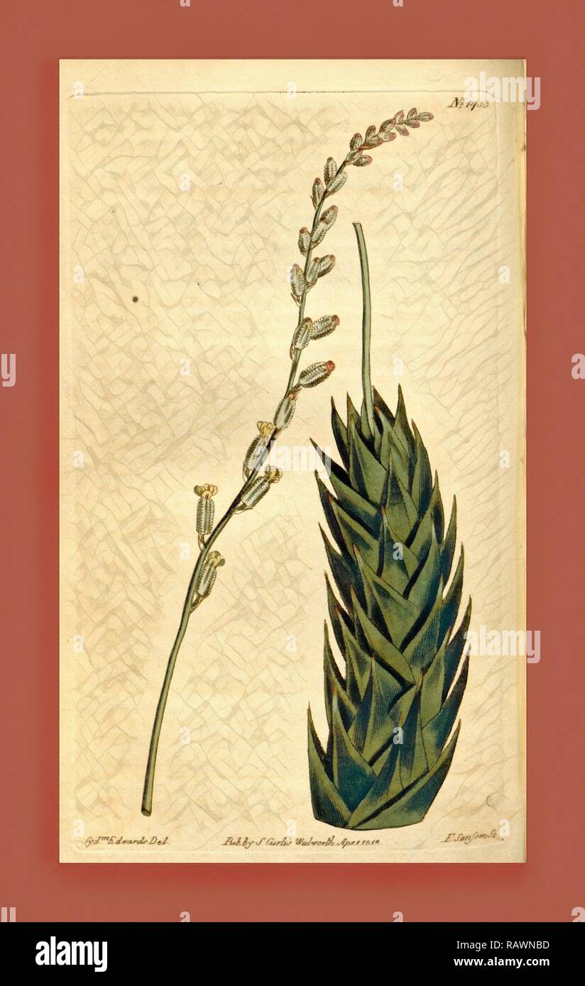 Botanical print by Sydenham Teast Edwards 1768 – 1819, Sydenham Edwards ...