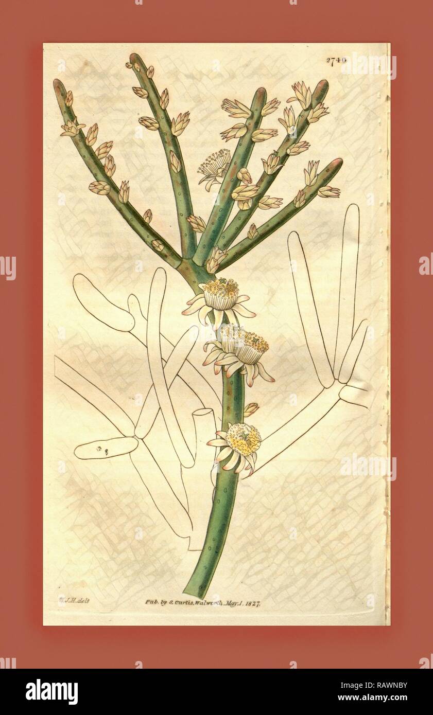 Botanical print by Sir William Jackson Hooker, FRS, 1785 – 1865 ...