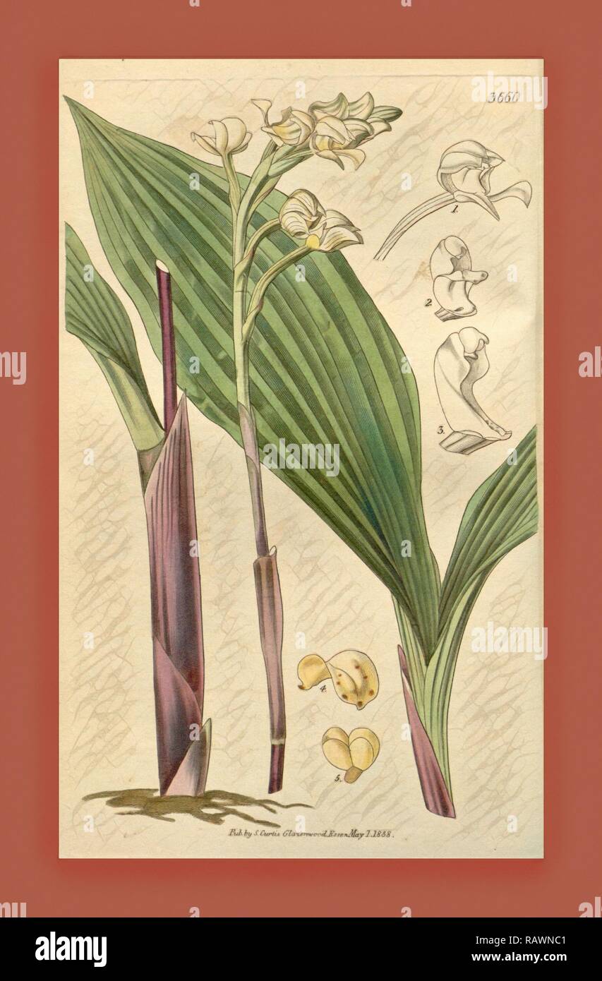 19th century botanical colour print. Botanical illustration. Form ...