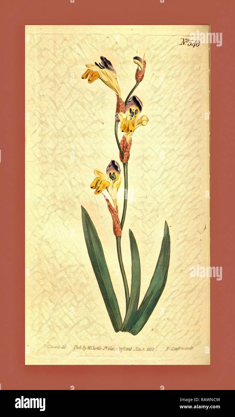 Botanical print by Sydenham Teast Edwards 1768 – 1819, Sydenham Edwards ...