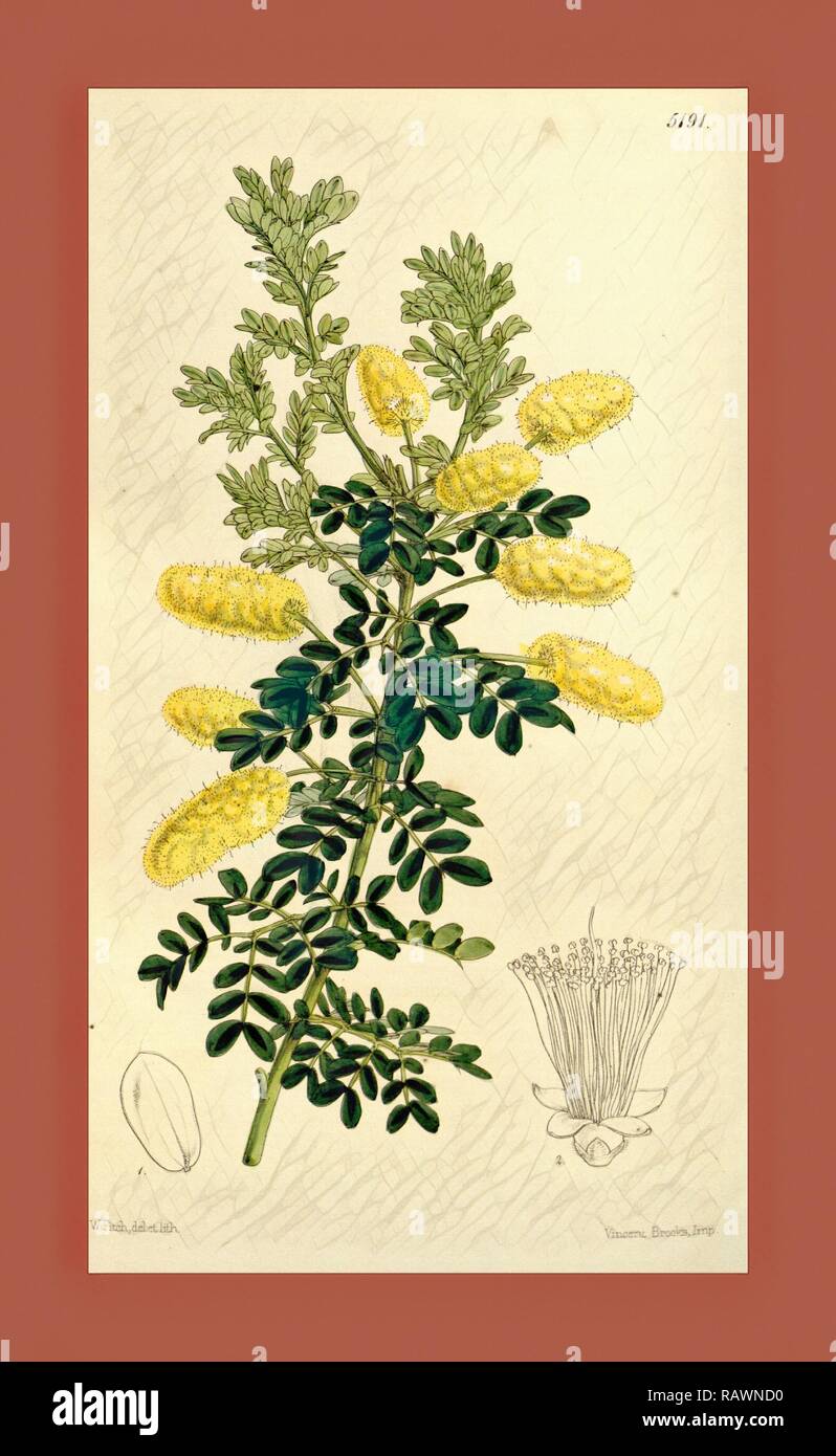 Botanical Print by Walter Hood Fitch 1817 – 1892, W.H. Fitch was an ...