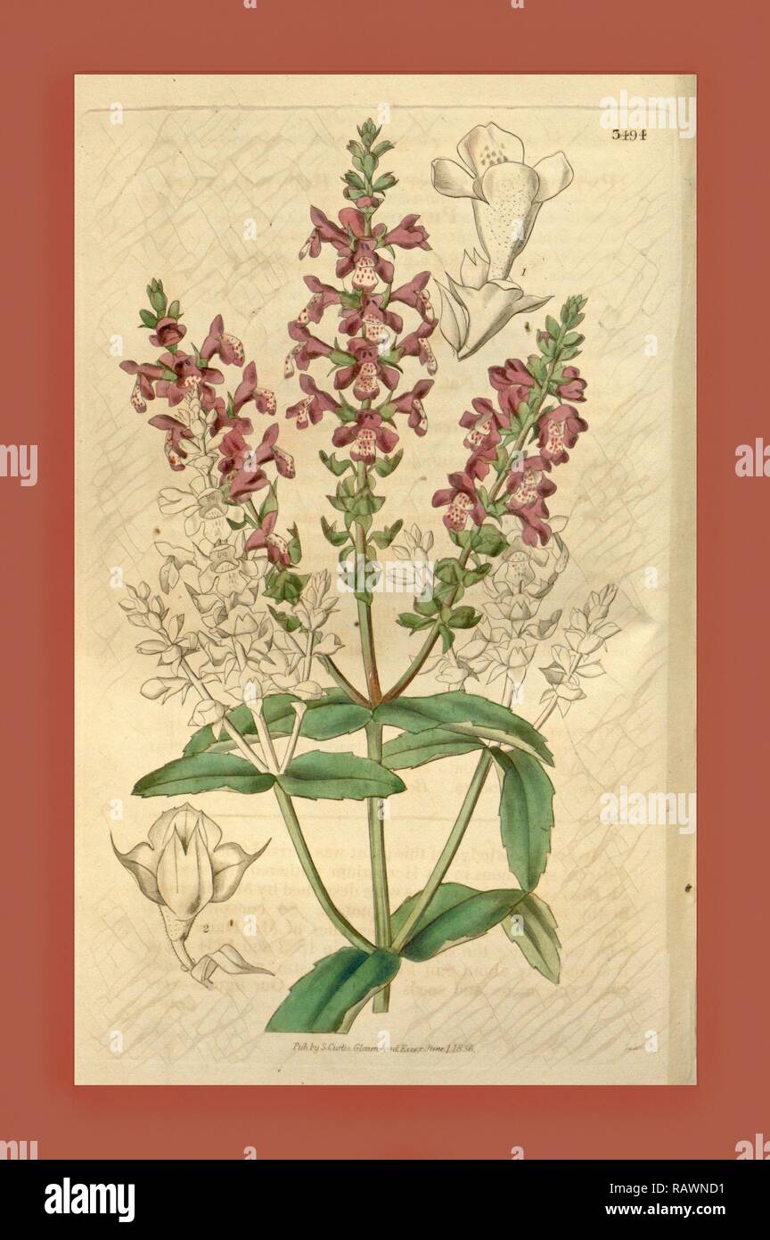 Botanical print or English natural history illustration by Joseph Swan ...