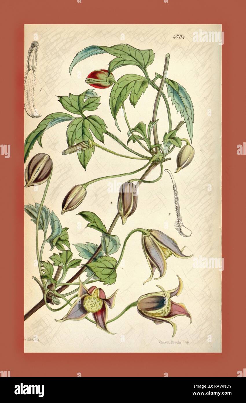 19th century botanical colour print. Botanical illustration. Form ...