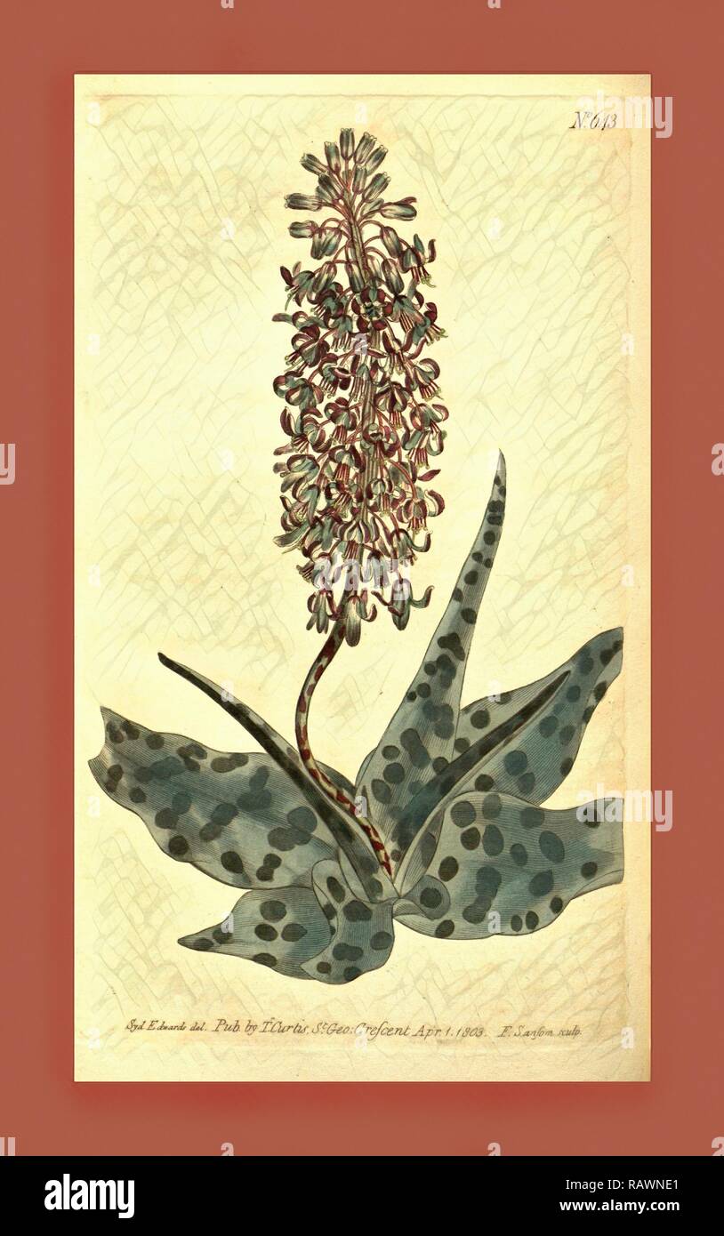 Botanical print by Sydenham Teast Edwards 1768 – 1819, Sydenham Edwards ...