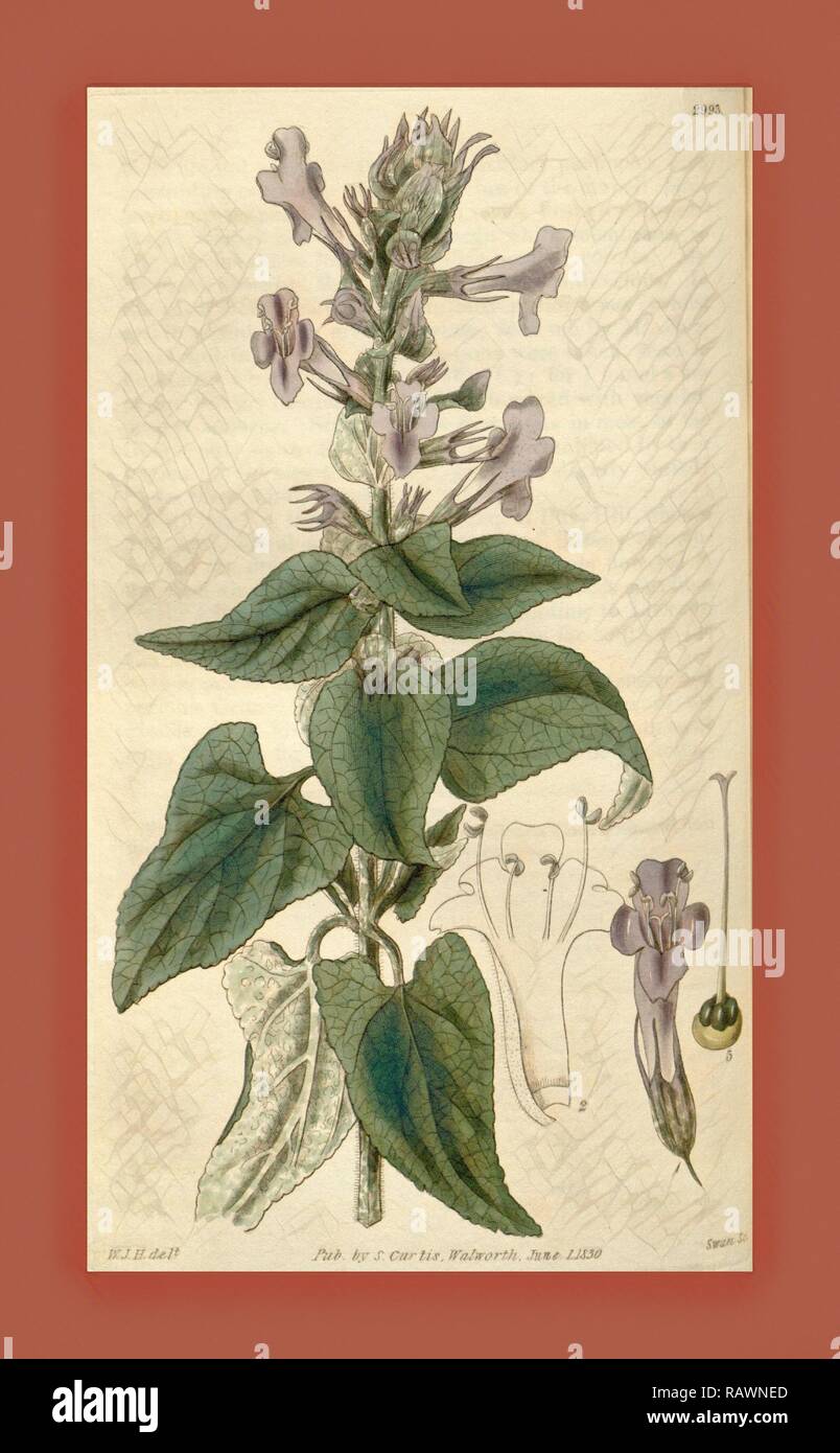 Botanical print by Sir William Jackson Hooker, FRS, 1785 – 1865 ...