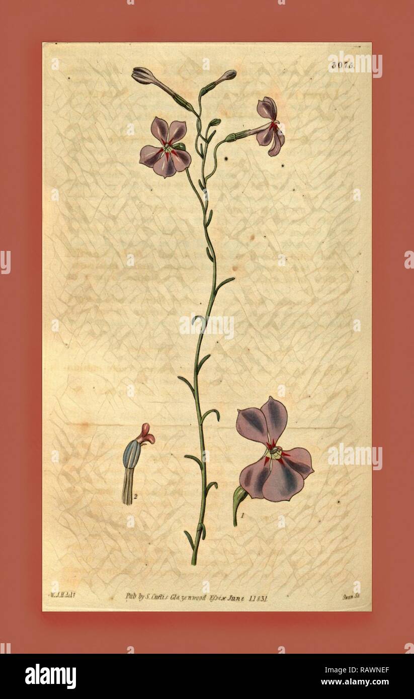 Botanical print by Sir William Jackson Hooker, FRS, 1785 – 1865 ...