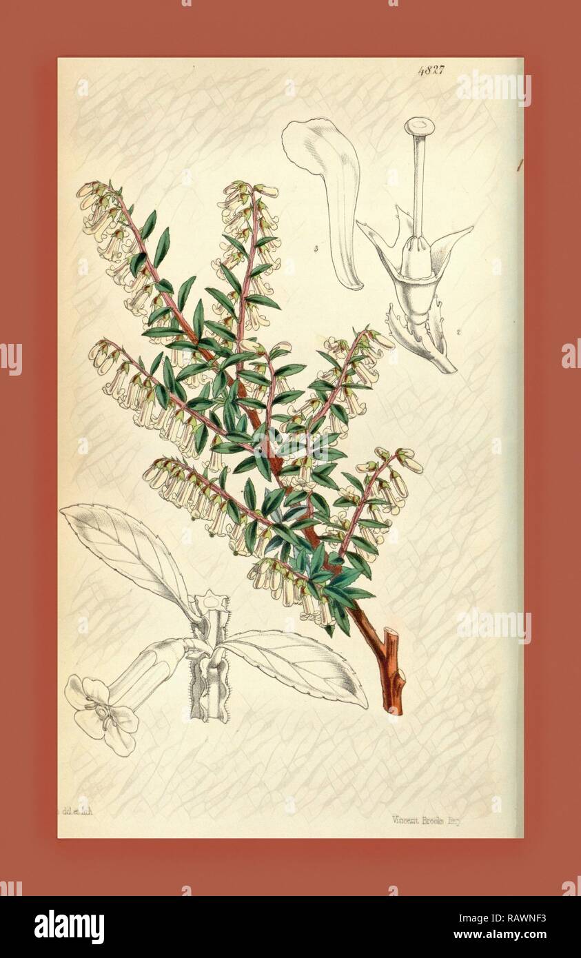 19th century botanical colour print. Botanical illustration. Form ...