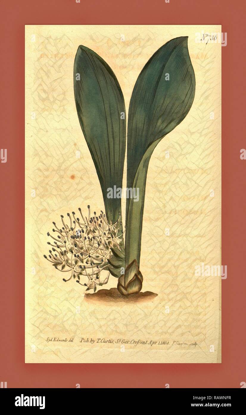 Botanical print by Sydenham Teast Edwards 1768 – 1819, Sydenham Edwards ...