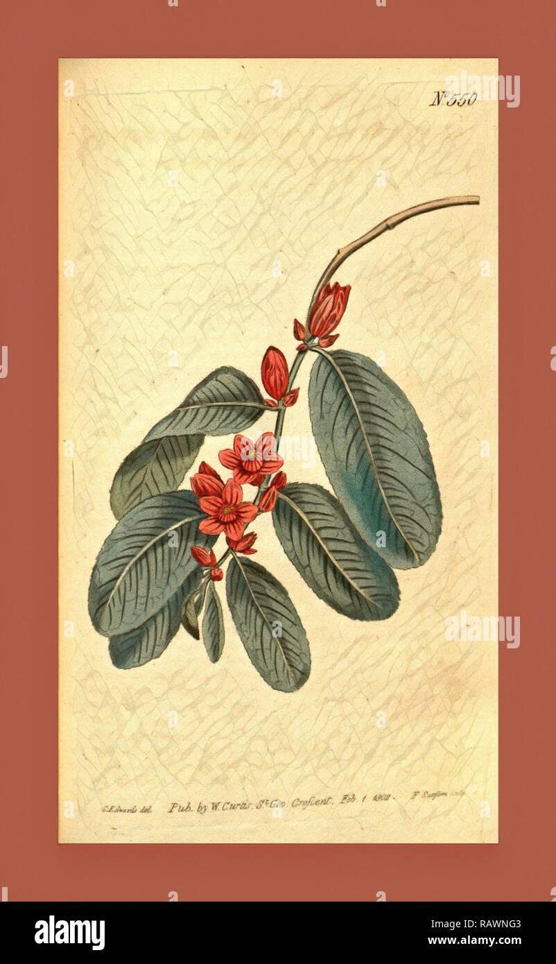 Botanical print by Sydenham Teast Edwards 1768 – 1819, Sydenham Edwards ...