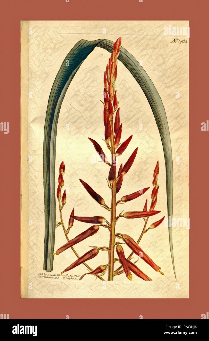 Botanical print by Sydenham Teast Edwards 1768 – 1819, Sydenham Edwards ...