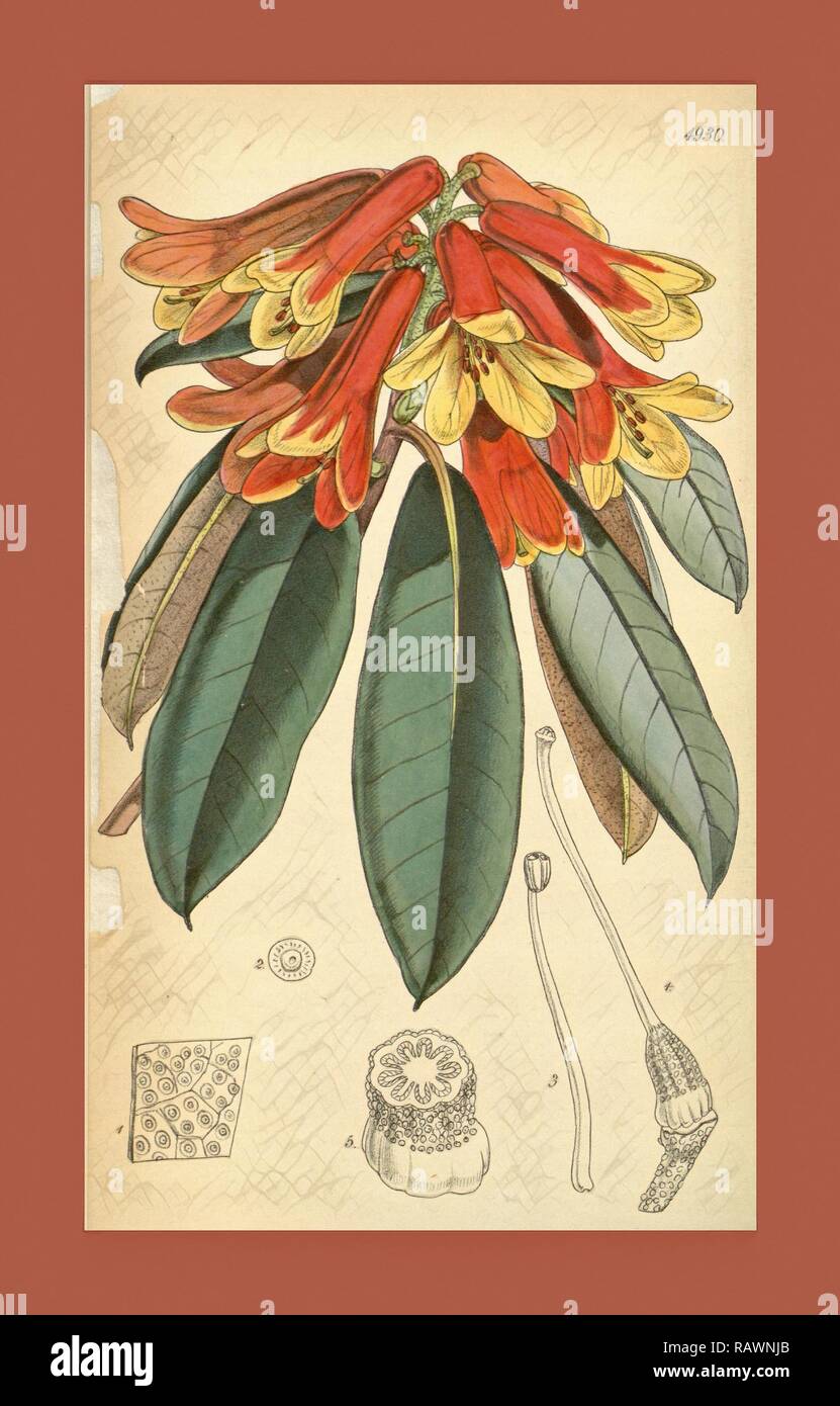 19th century botanical colour print. Botanical illustration. Form ...