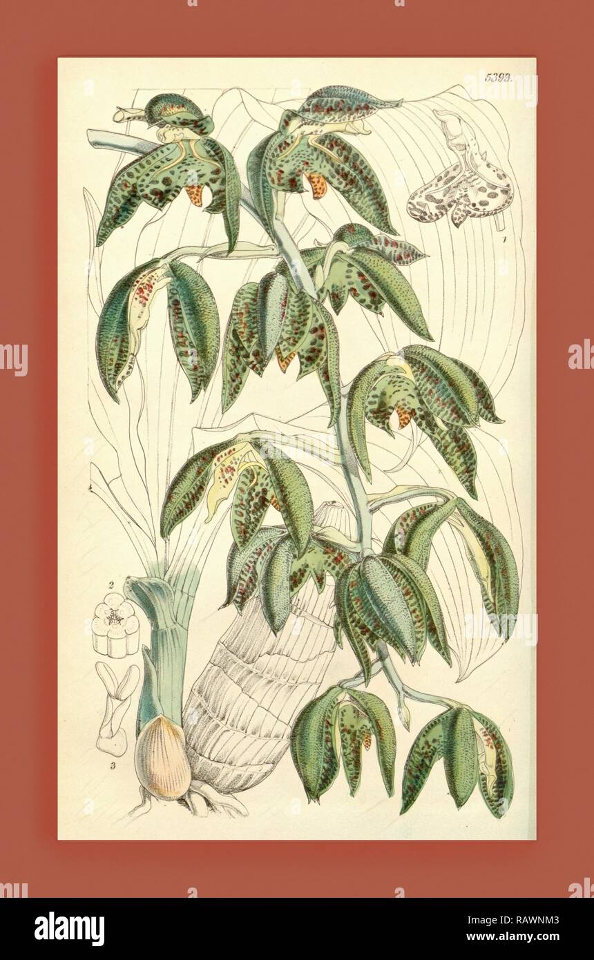 19th century botanical colour print. Botanical illustration. Form ...