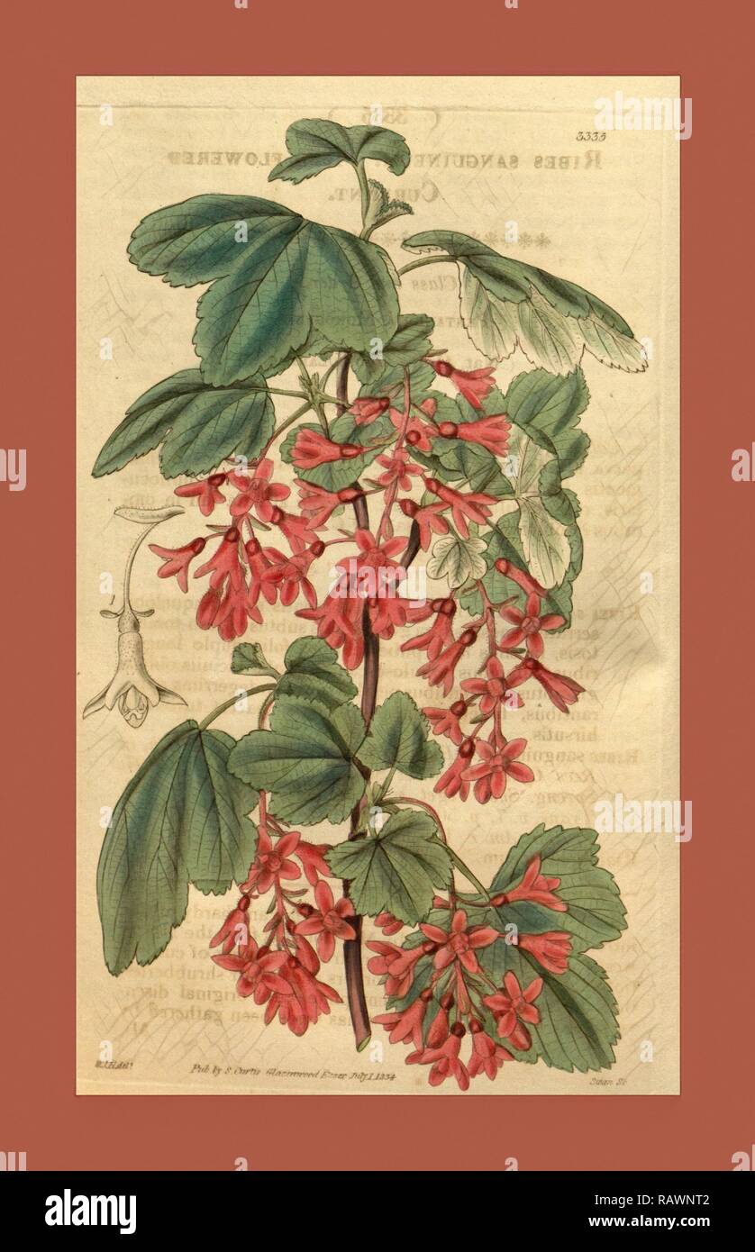 Botanical print by Sir William Jackson Hooker, FRS, 1785 – 1865 ...