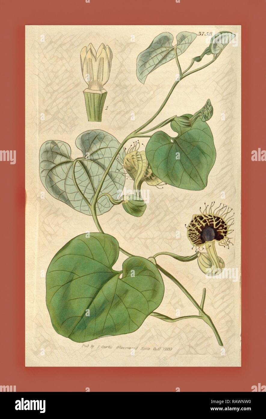 19th century botanical colour print. Botanical illustration. Form ...