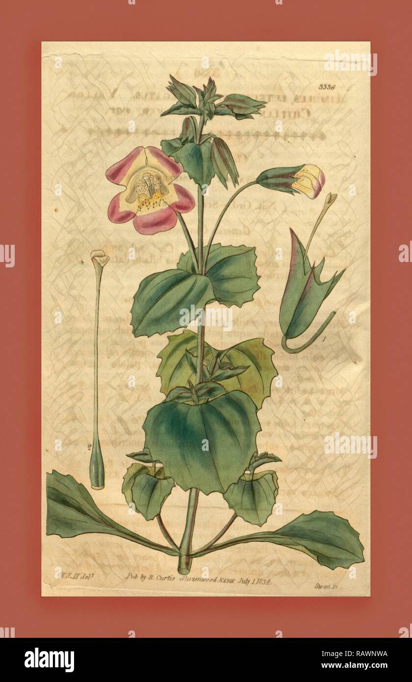 Botanical print by Sir William Jackson Hooker, FRS, 1785 – 1865 ...