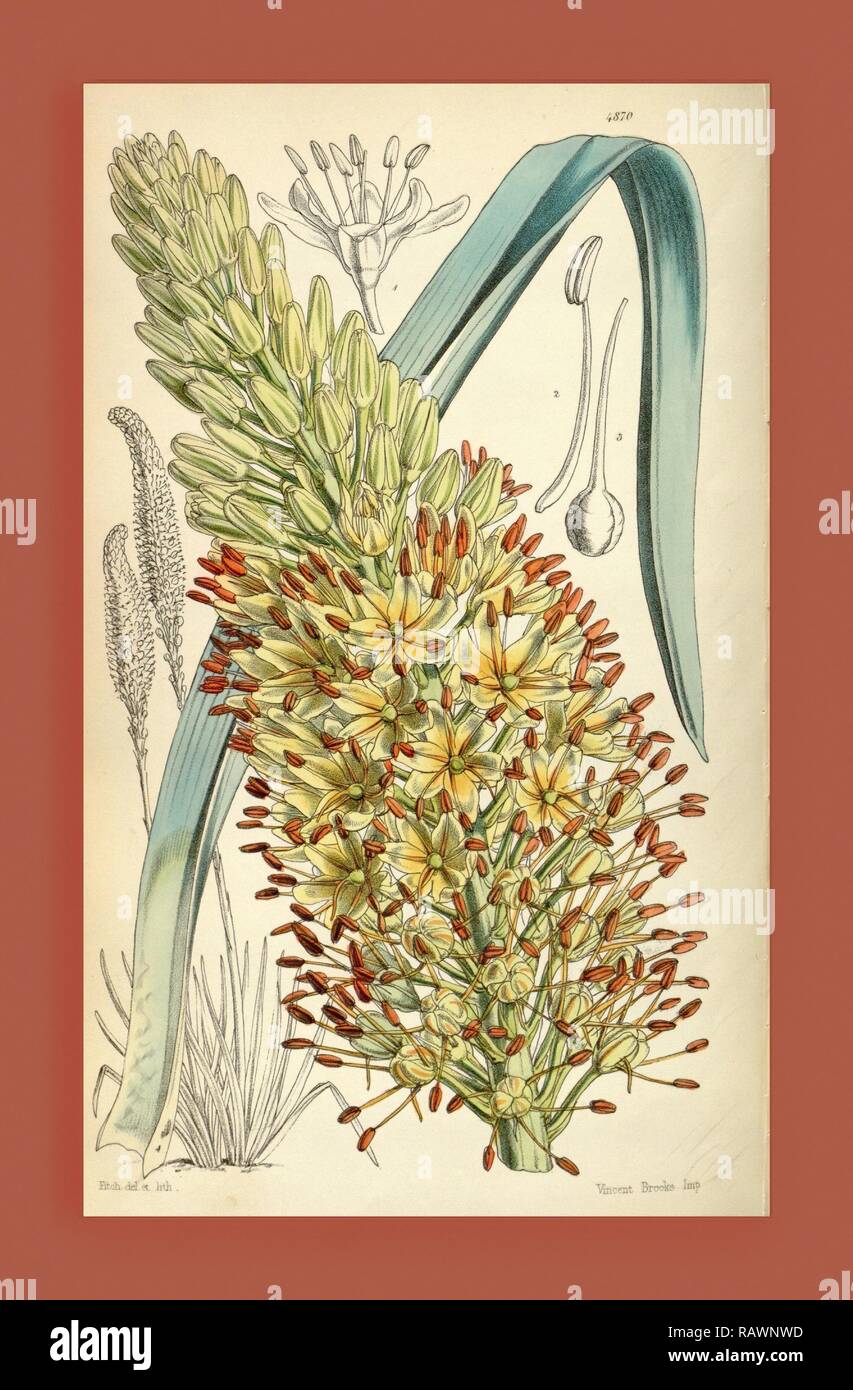 Botanical Print by Walter Hood Fitch 1817 – 1892, W.H. Fitch was an ...