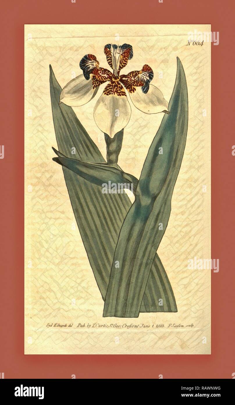 Botanical print by Sydenham Teast Edwards 1768 – 1819, Sydenham Edwards ...