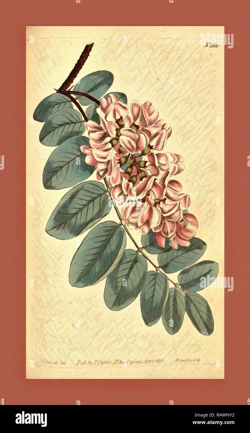 Botanical print by Sydenham Teast Edwards 1768 – 1819, Sydenham Edwards ...