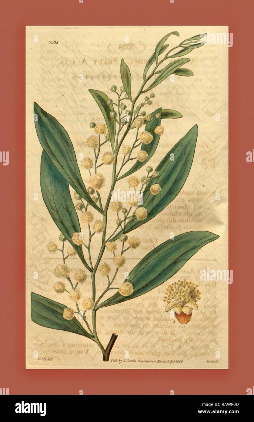 Botanical print by Sir William Jackson Hooker, FRS, 1785 – 1865 ...