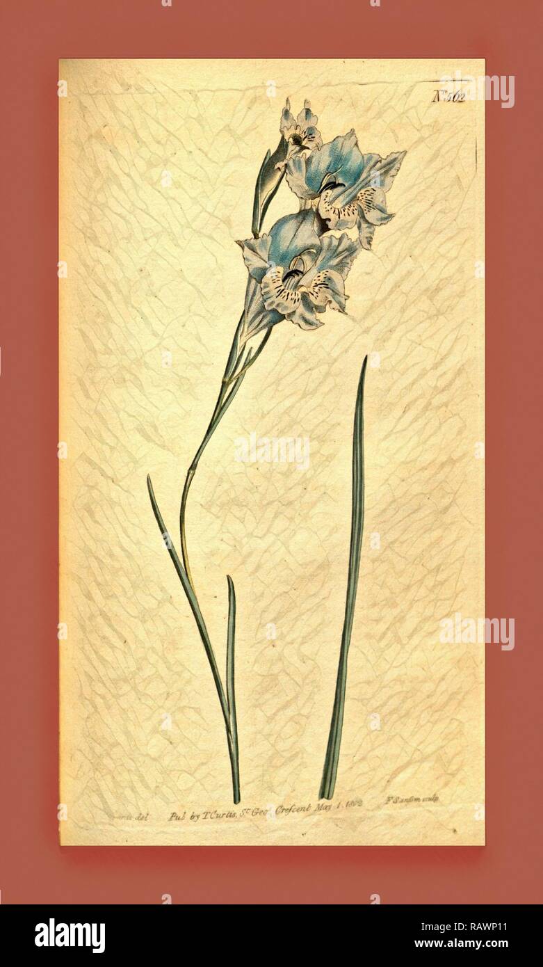 Botanical print by Sydenham Teast Edwards 1768 – 1819, Sydenham Edwards ...