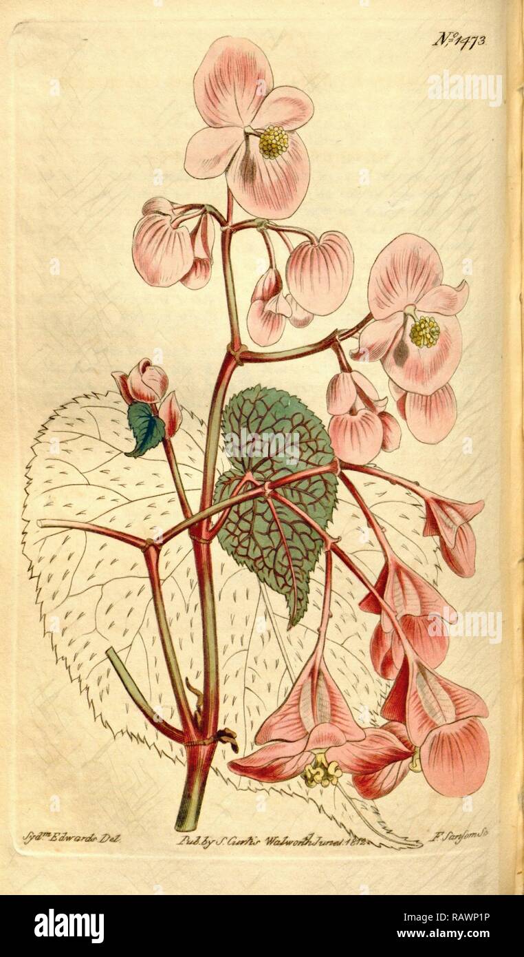 Botanical print by Sydenham Teast Edwards 1768 – 1819, Sydenham Edwards ...