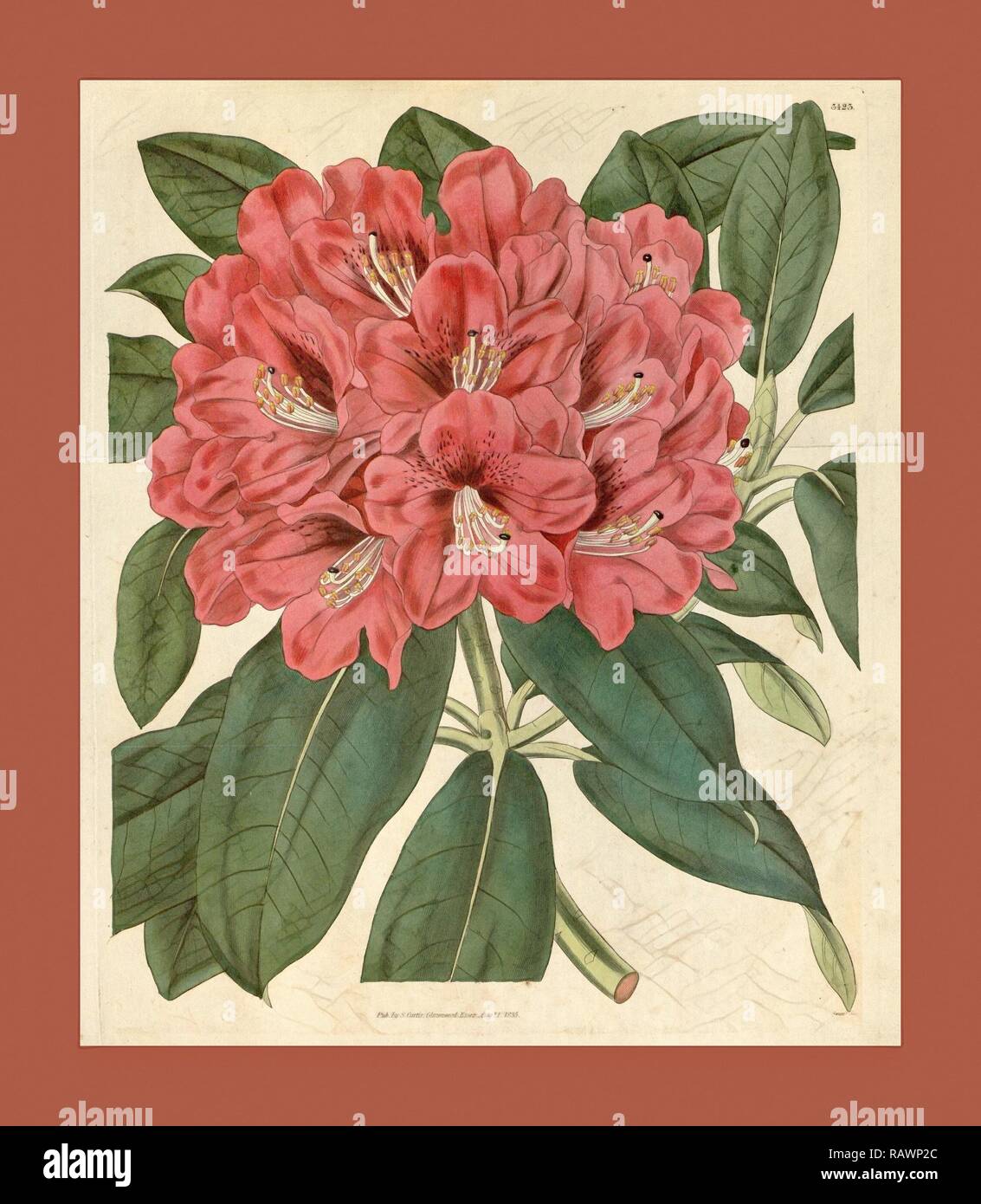 Botanical print or English natural history illustration by Joseph Swan ...