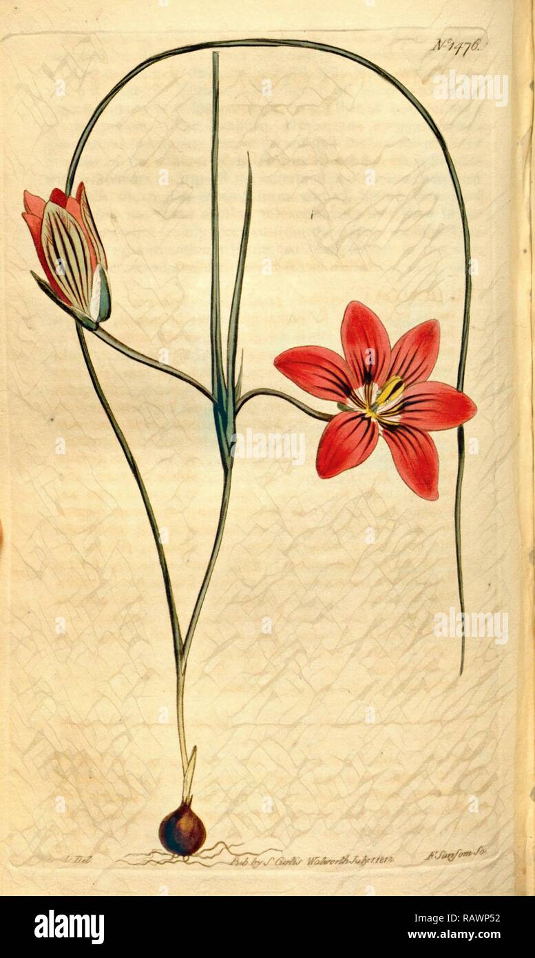 Botanical print by Sydenham Teast Edwards 1768 – 1819, Sydenham Edwards ...