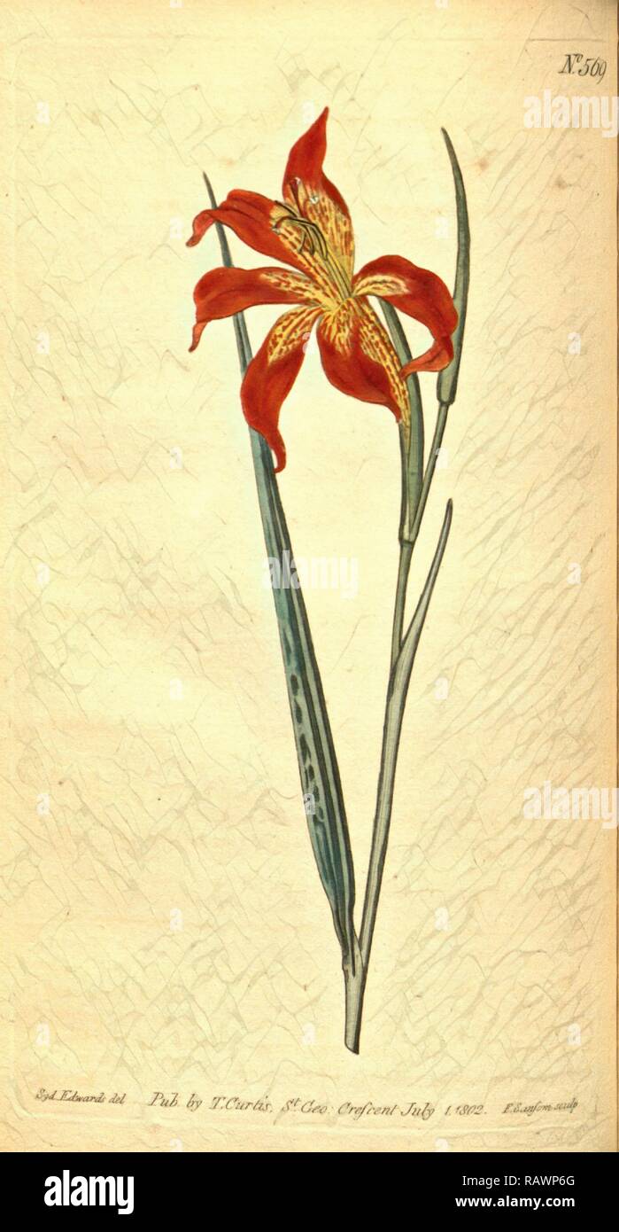 Botanical print by Sydenham Teast Edwards 1768 – 1819, Sydenham Edwards ...