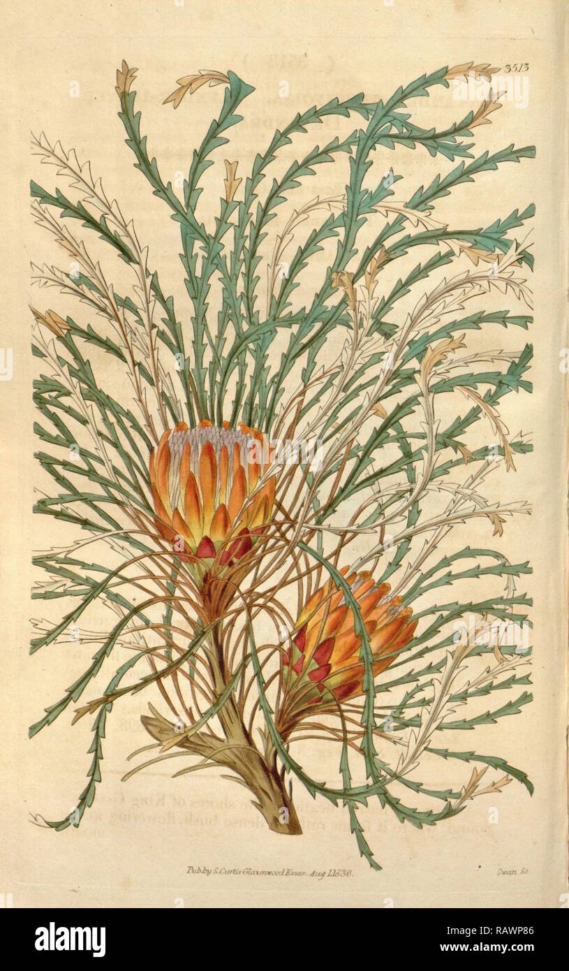 Botanical print or English natural history illustration by Joseph Swan ...