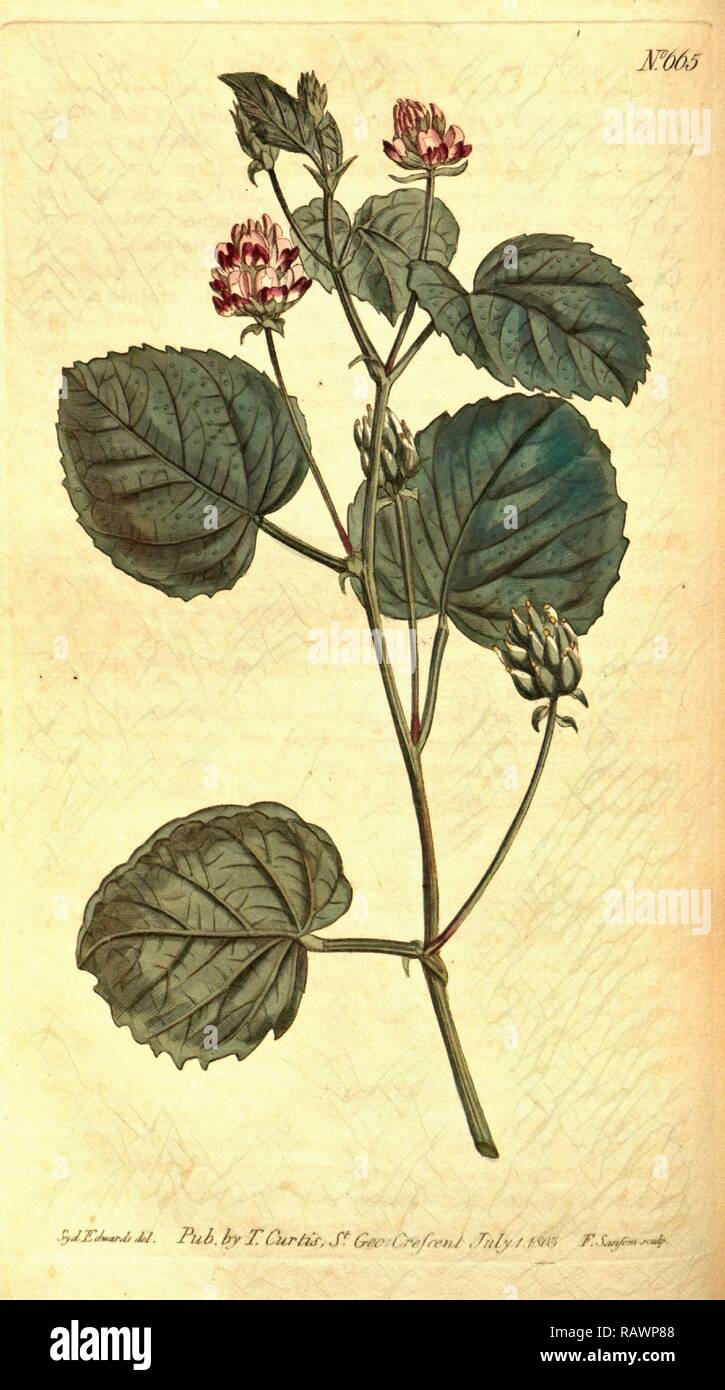 Botanical print by Sydenham Teast Edwards 1768 – 1819, Sydenham Edwards ...