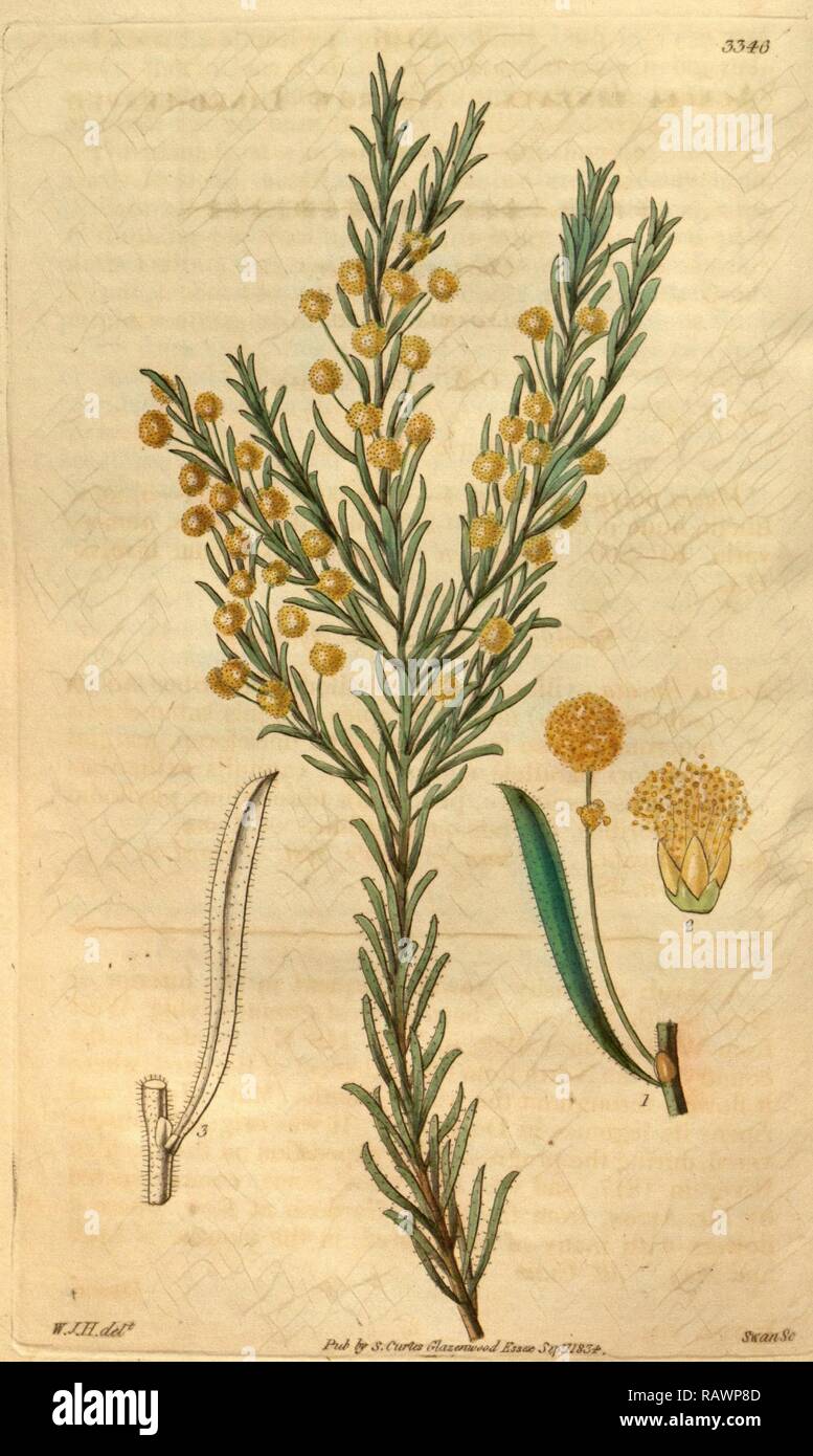 Botanical print by Sir William Jackson Hooker, FRS, 1785 – 1865 ...