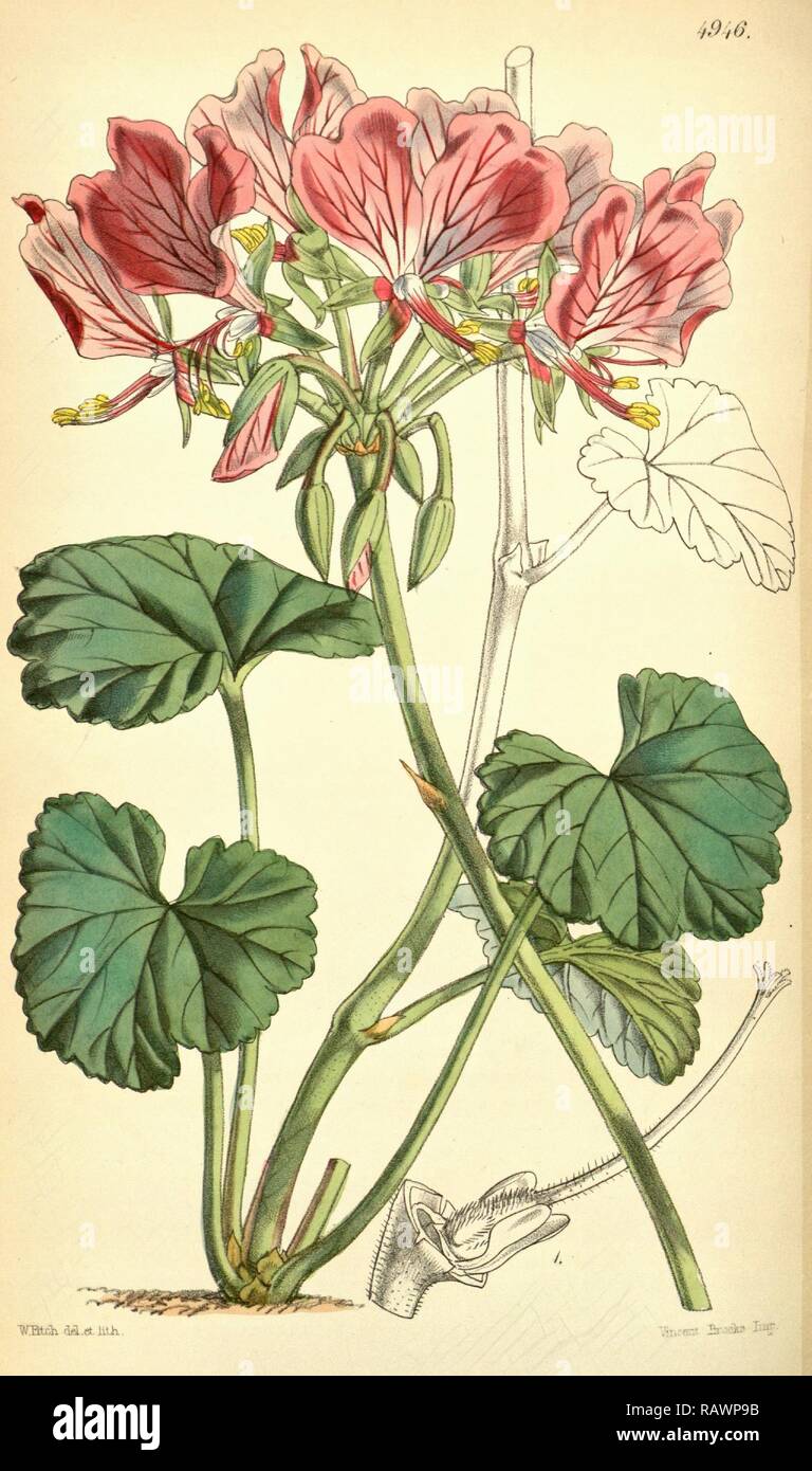 Botanical Print by Walter Hood Fitch 1817 – 1892, W.H. Fitch was an ...