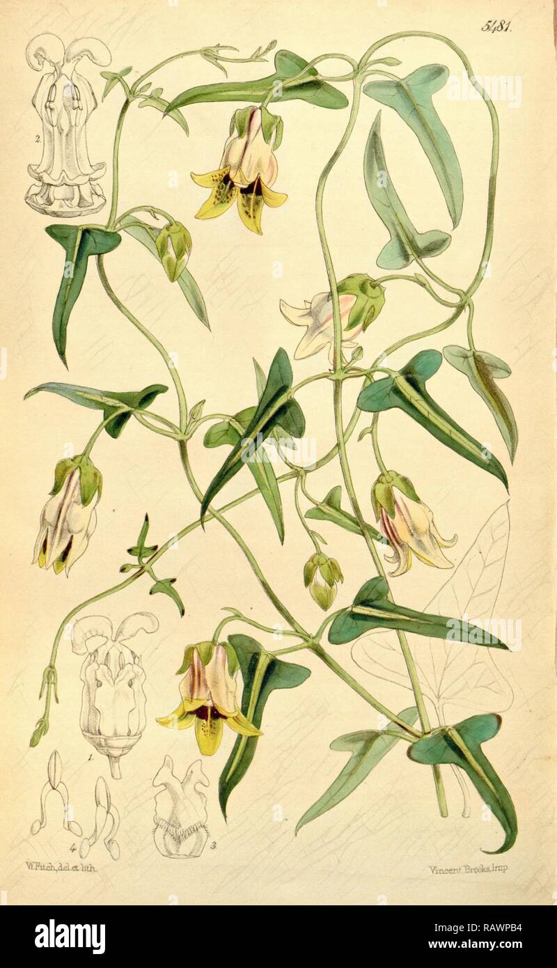 Botanical Print by Walter Hood Fitch 1817 – 1892, W.H. Fitch was an ...