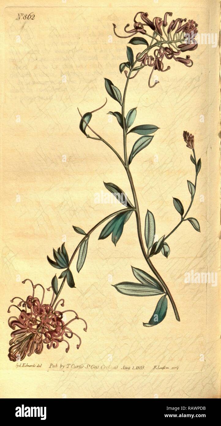 Botanical print by Sydenham Teast Edwards 1768 – 1819, Sydenham Edwards ...