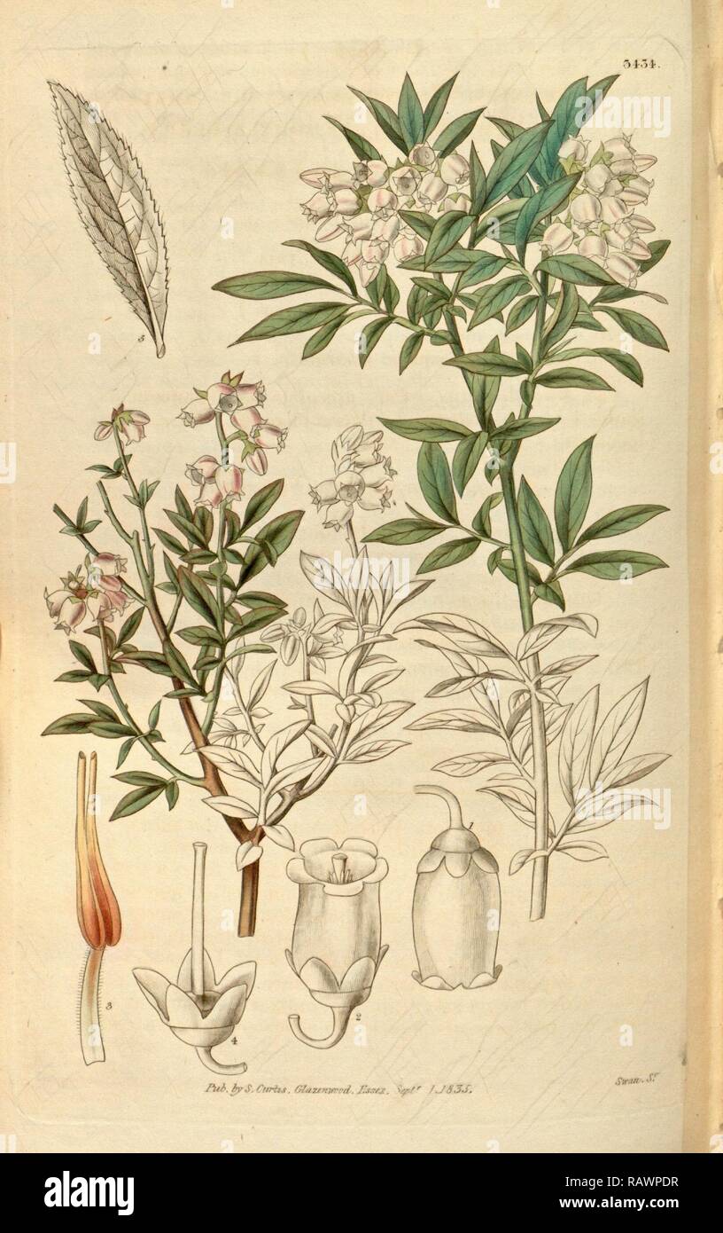 Botanical print or English natural history illustration by Joseph Swan ...