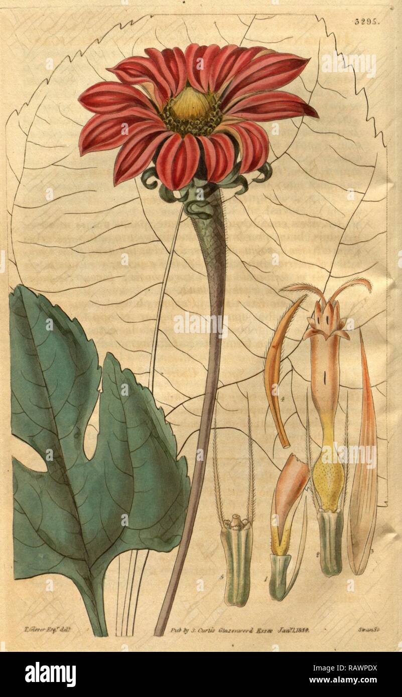 19th century botanical colour print. Botanical illustration. Form ...