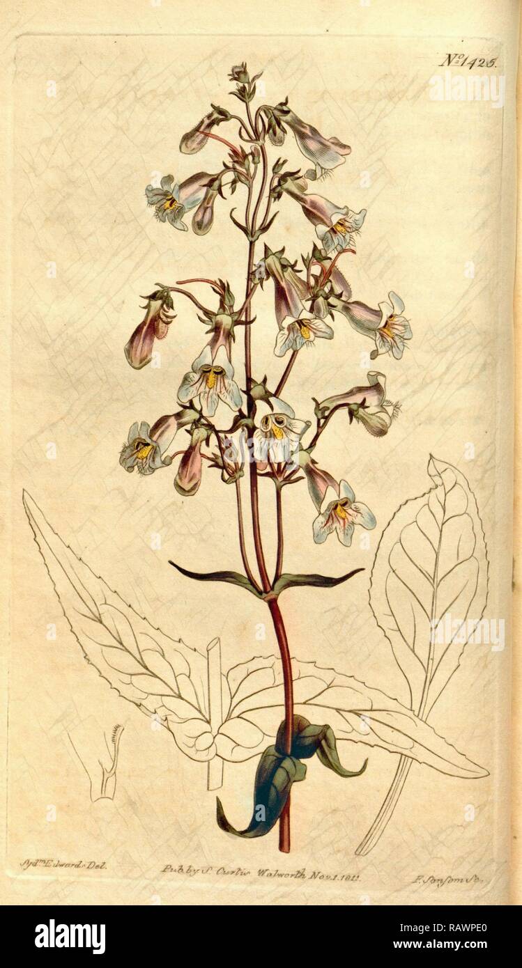 Botanical print by Sydenham Teast Edwards 1768 – 1819, Sydenham Edwards ...