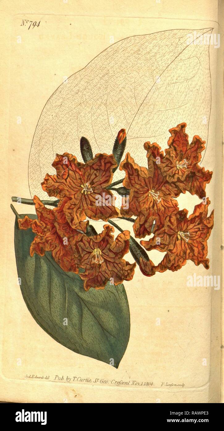 Botanical print by Sydenham Teast Edwards 1768 – 1819, Sydenham Edwards ...