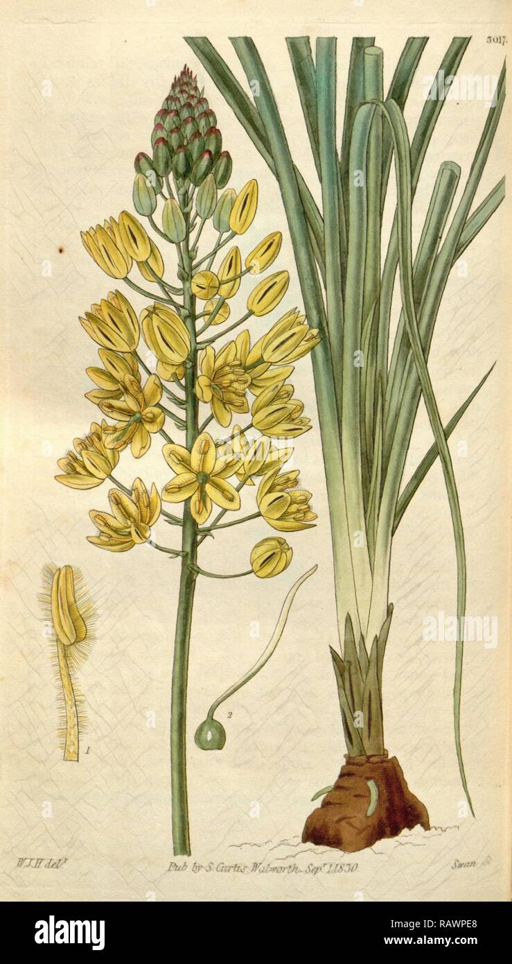 Botanical print by Sir William Jackson Hooker, FRS, 1785 – 1865 ...