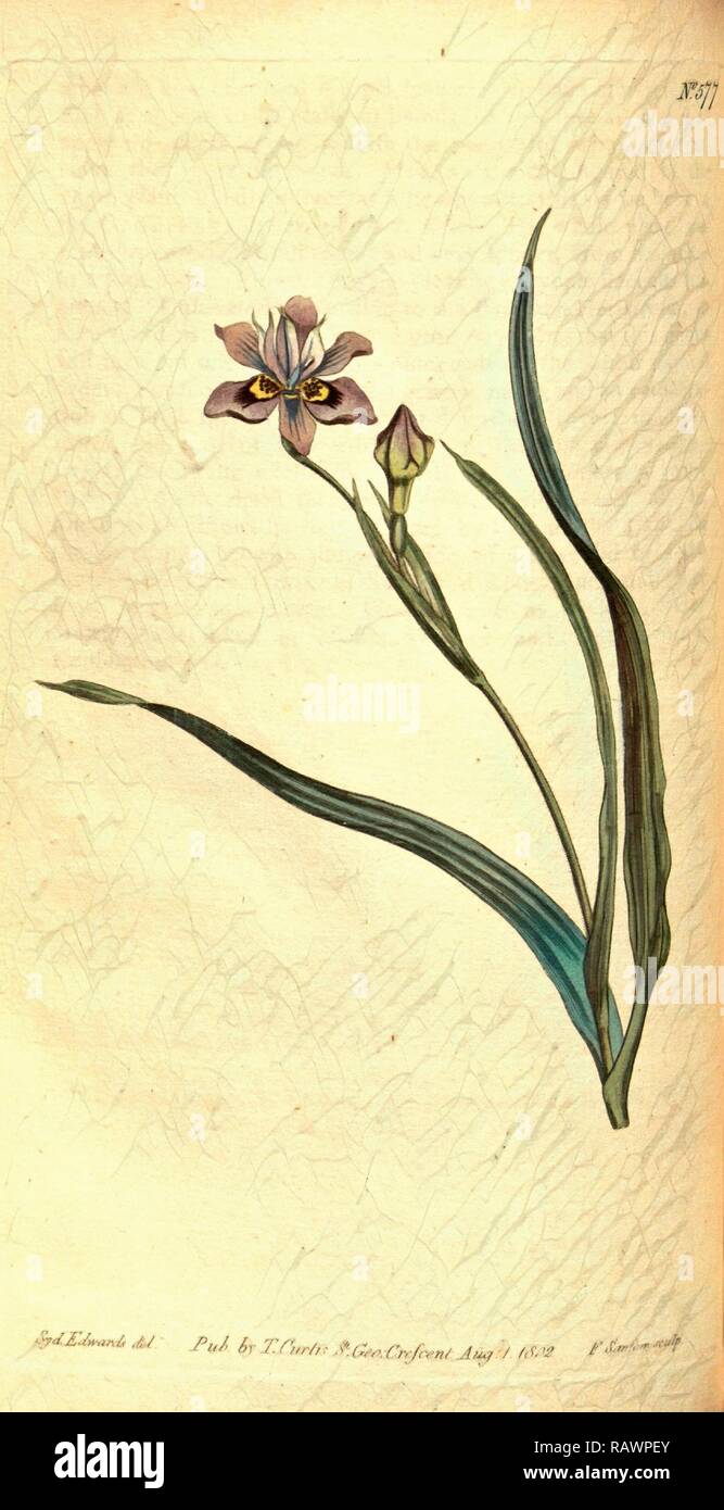 Botanical print by Sydenham Teast Edwards 1768 – 1819, Sydenham Edwards ...