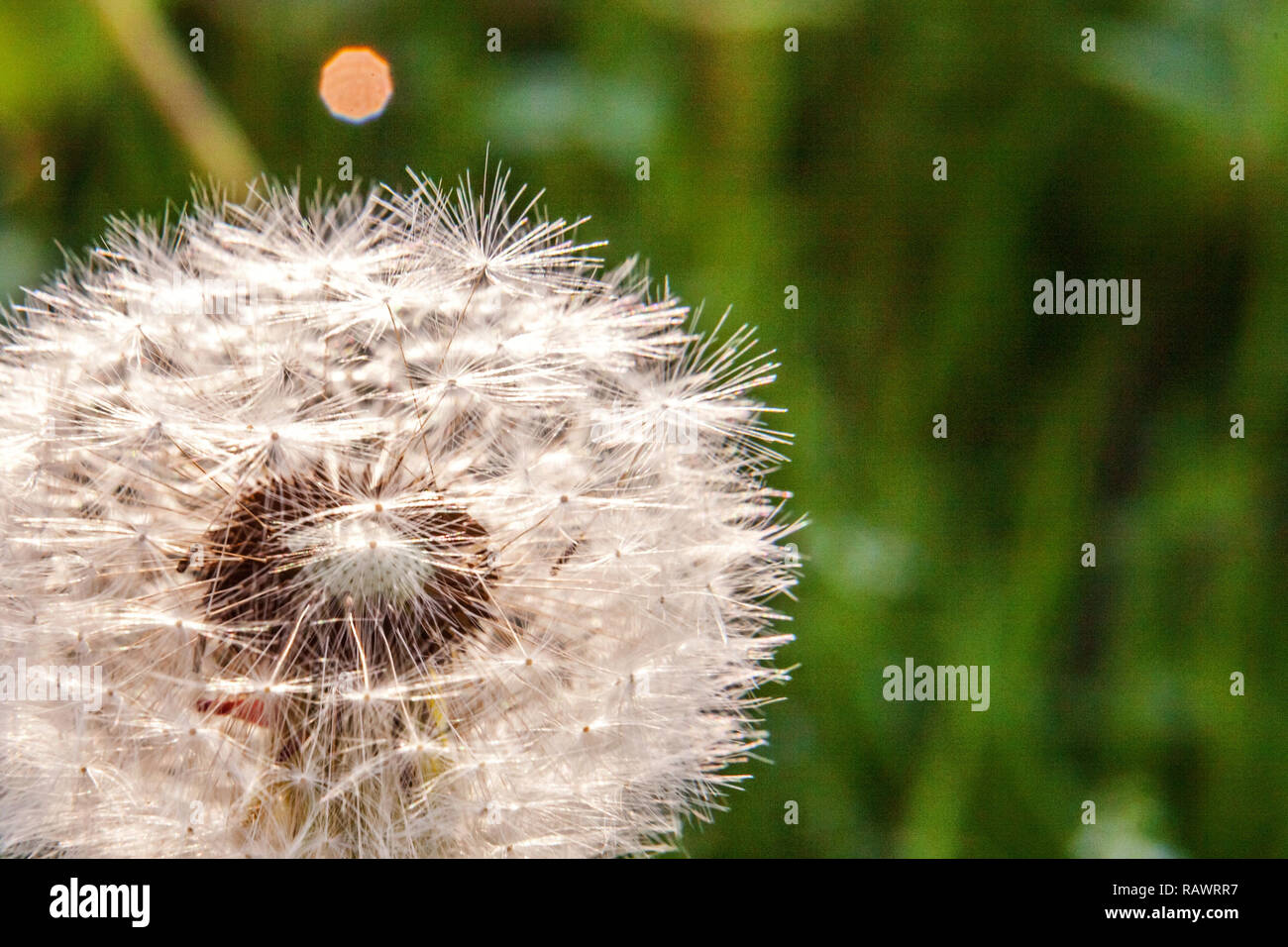 Dandelion seeds blowing in wind in summer field background. Change ...