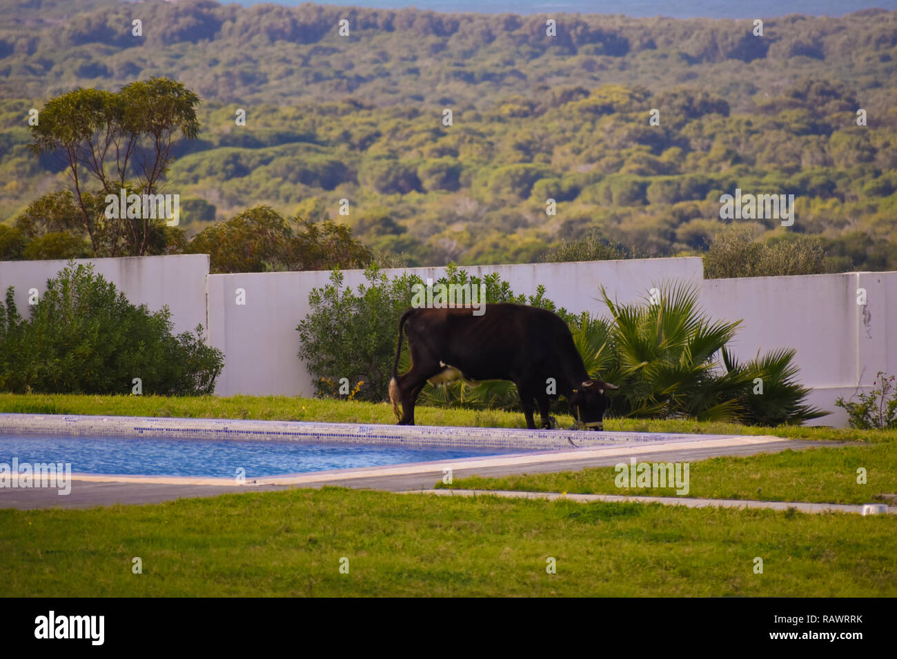 cow by pool Stock Photo - Alamy