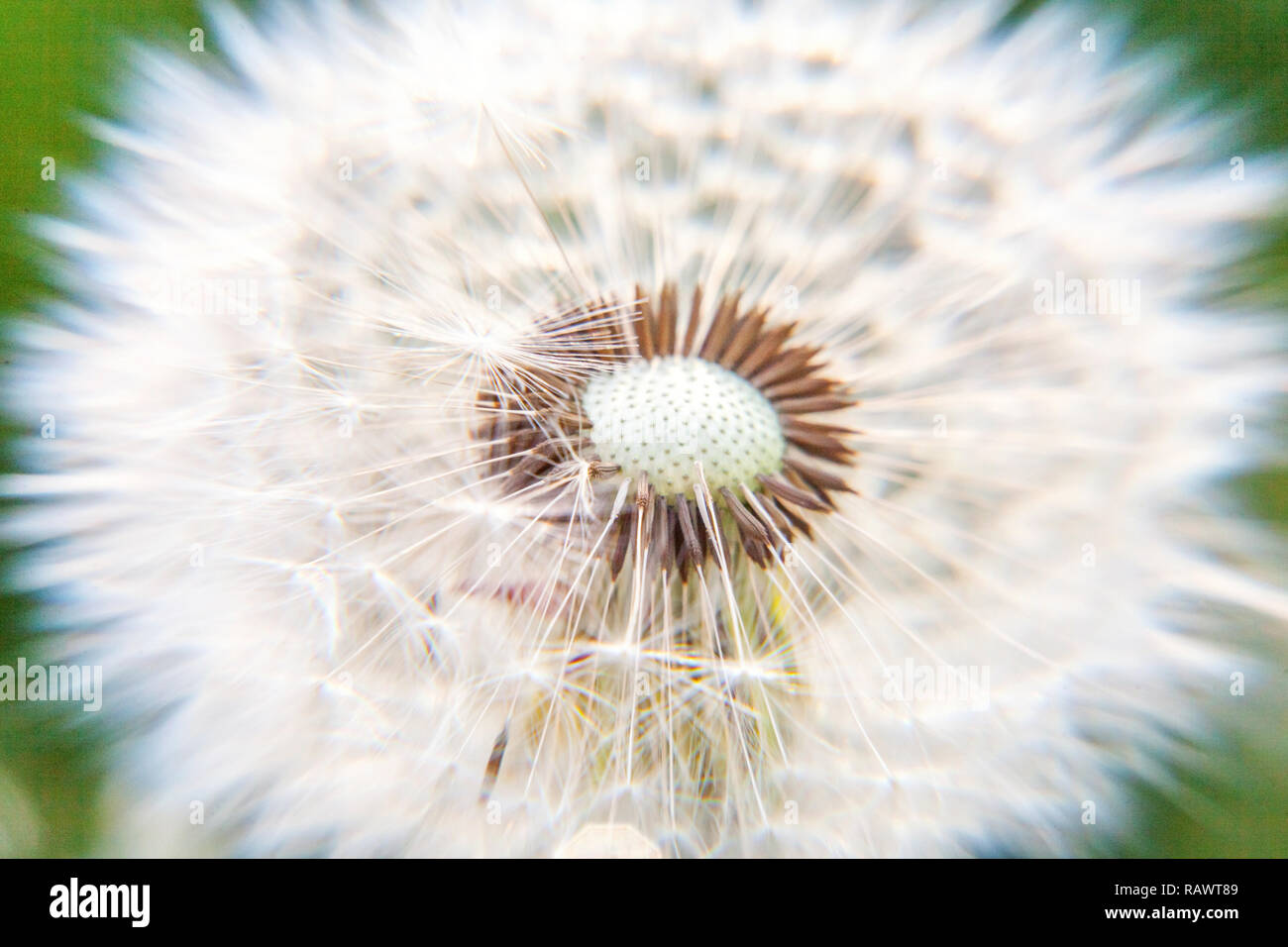 Dandelion seeds blowing in wind in summer field background. Change ...