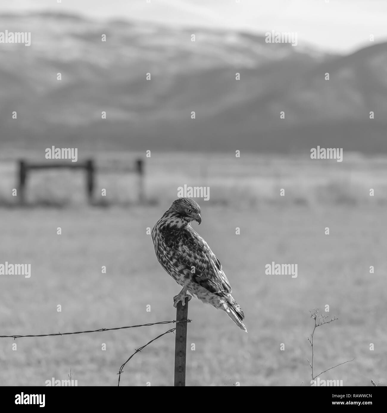 Red tailed hawk perched hi-res stock photography and images - Alamy