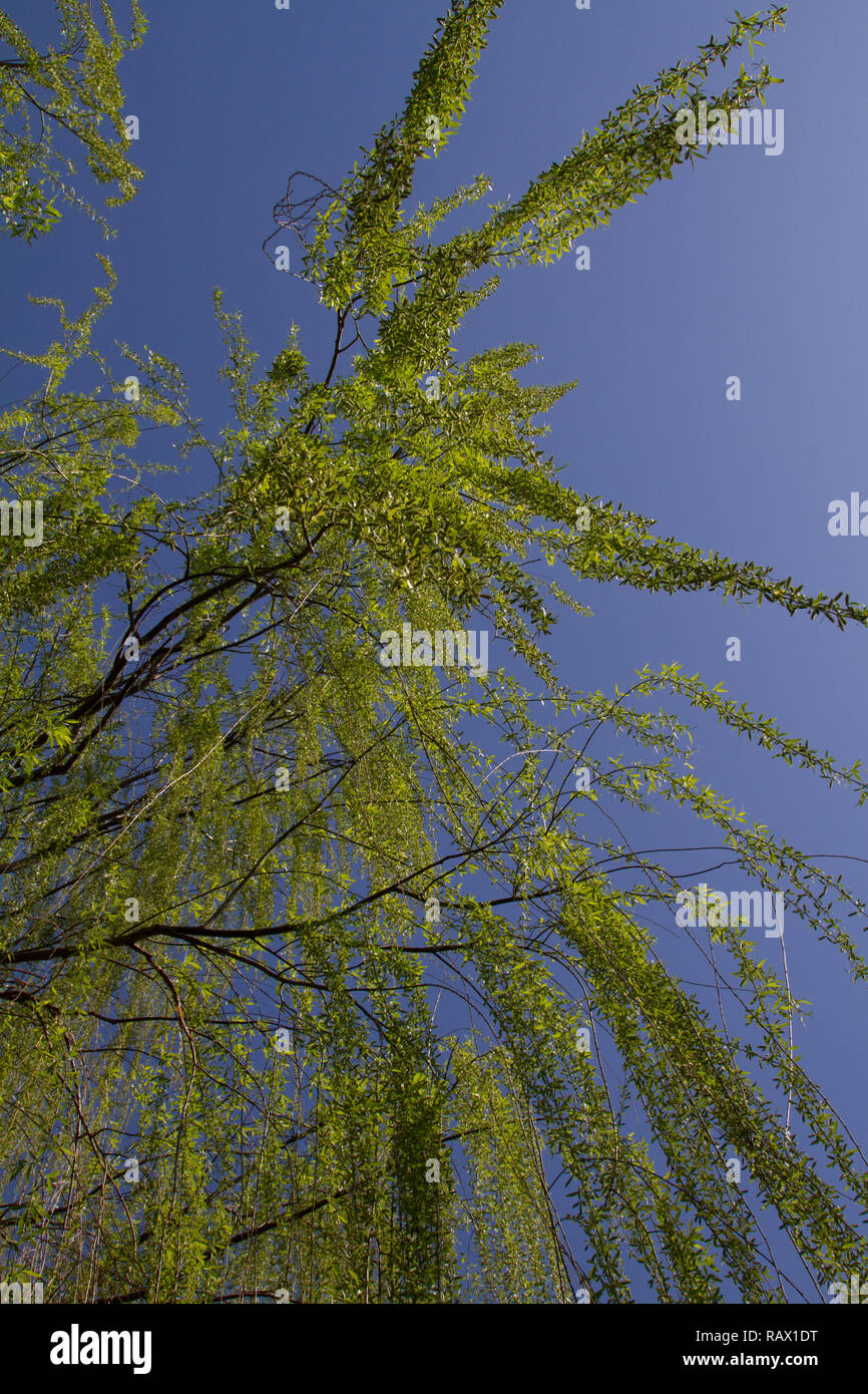 Weeping willow woods hi-res stock photography and images - Alamy