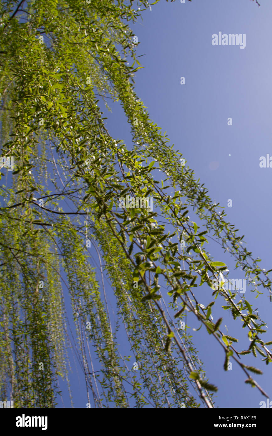 Weeping willow woods hi-res stock photography and images - Alamy