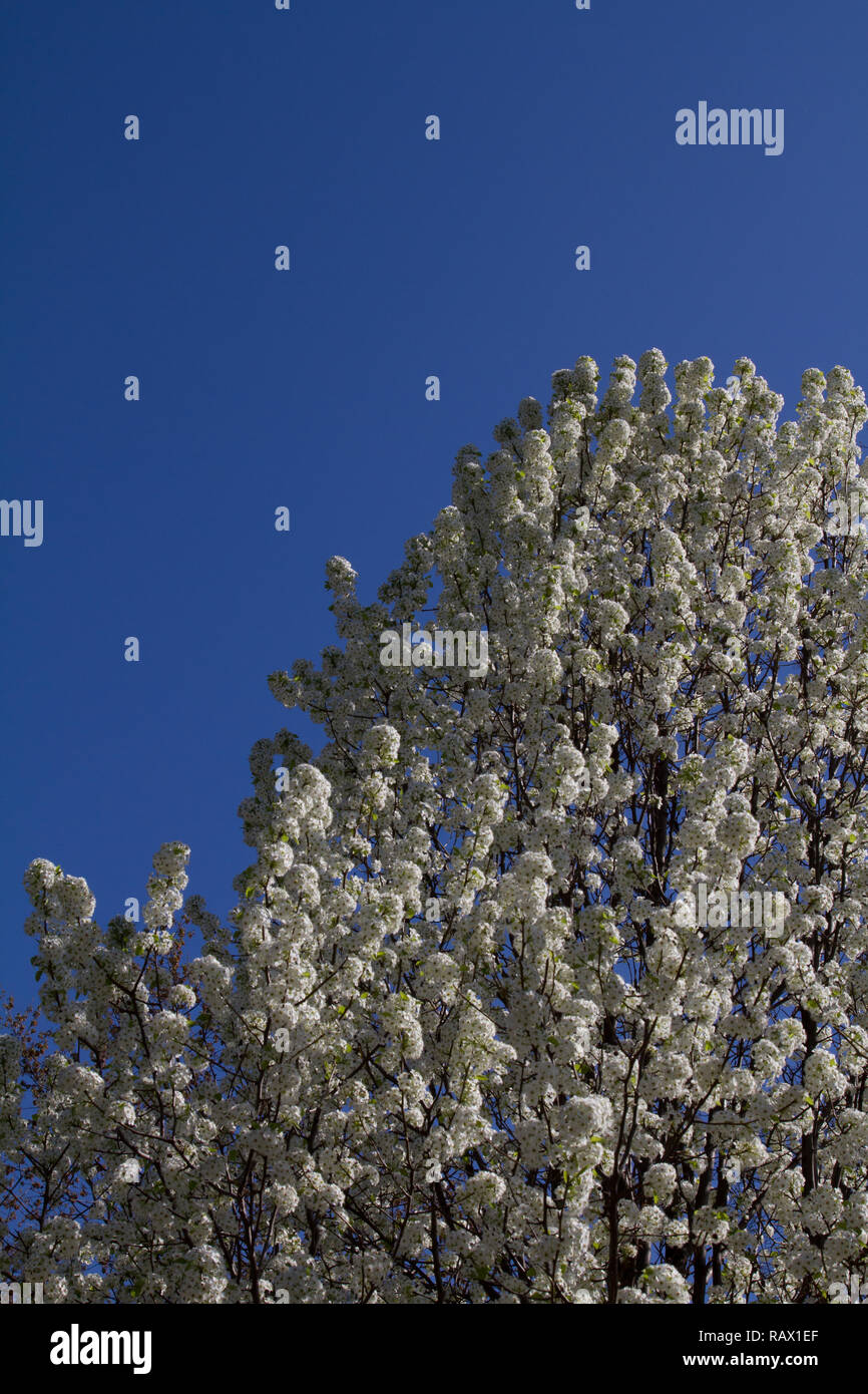 Dogwood Tree blooms in the spring Stock Photo - Alamy