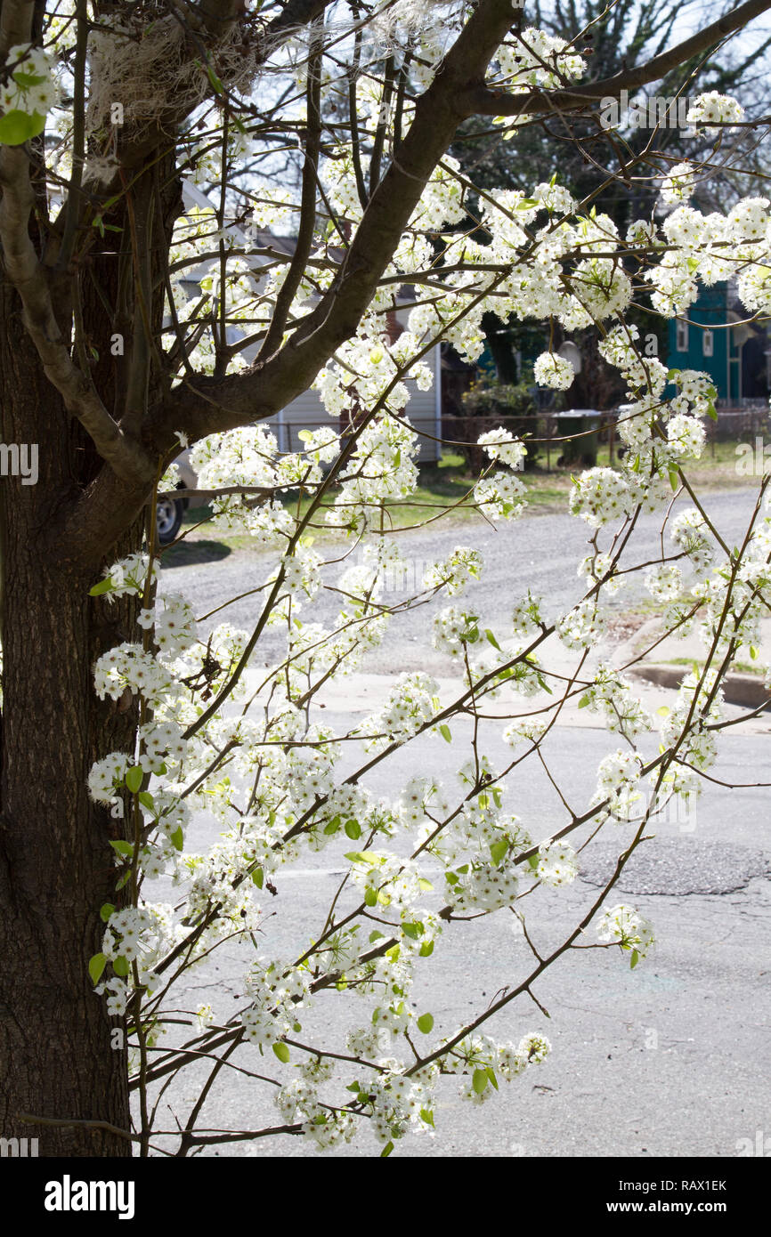 Dogwood trees blue sky hi-res stock photography and images - Alamy