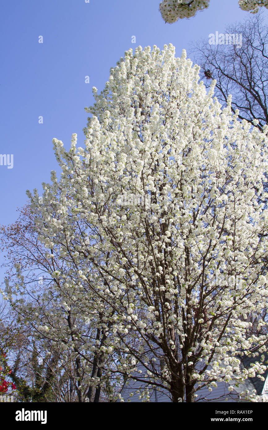 Dogwoods bloom in the spring Stock Photo - Alamy