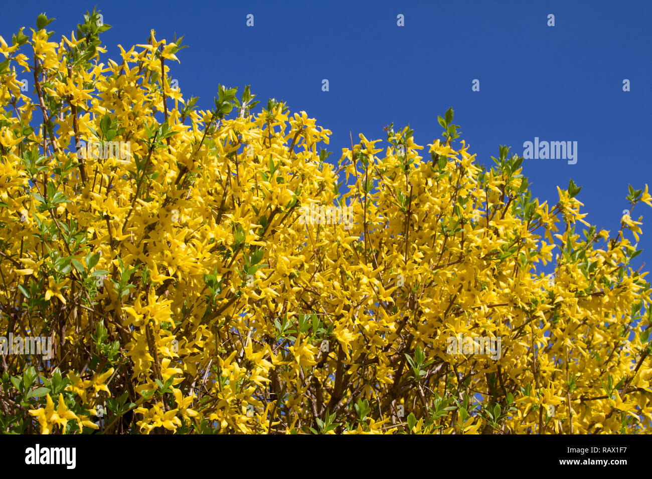Yellow Flowering Tree Stock Photo - Alamy